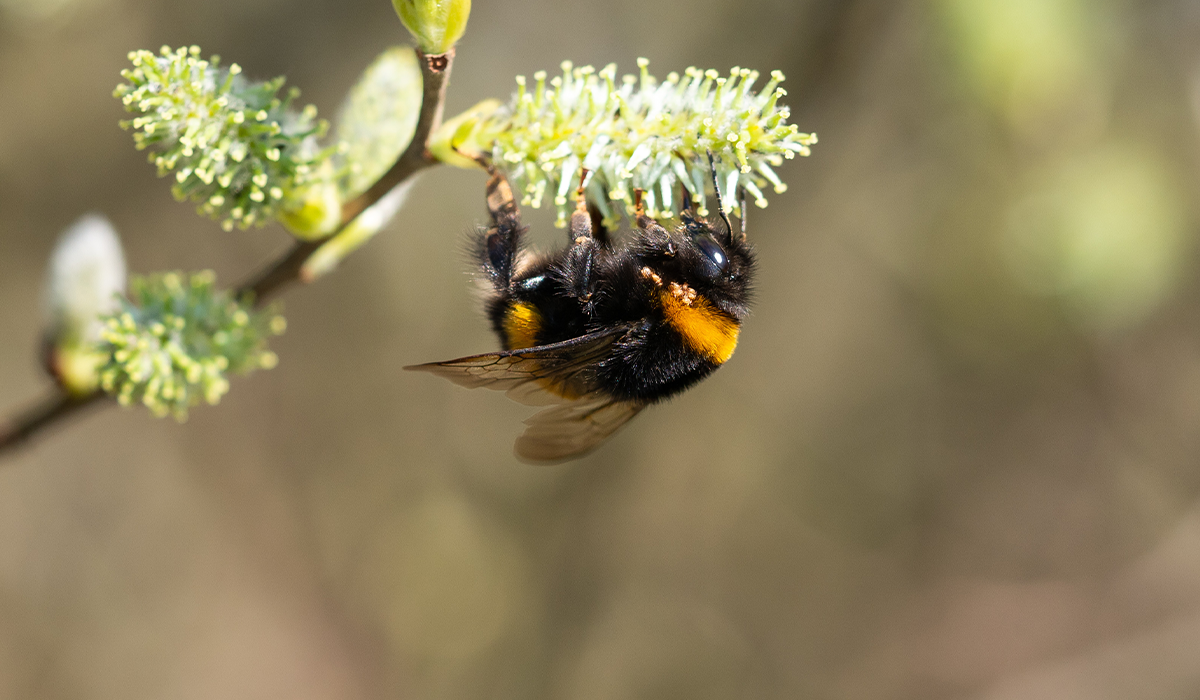 The importance of forests in bumble bee conservation